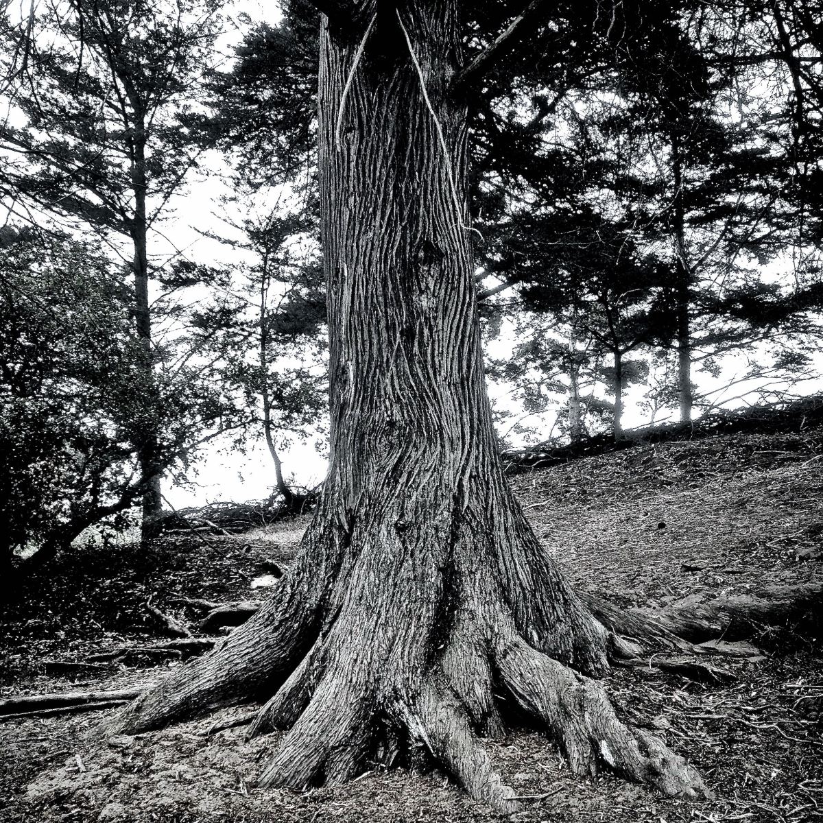 Roots Running Project